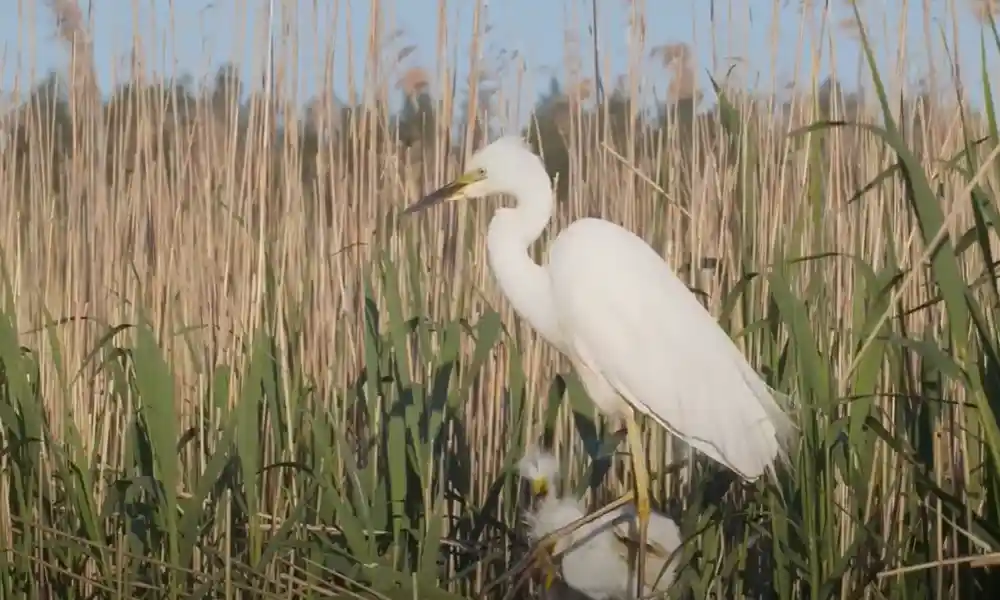 Egret Bird vs Crane: Key Differences You Must Know