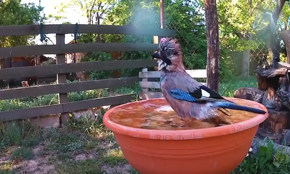 Jay Bird vs Blue Jay: Key Differences You Should Know