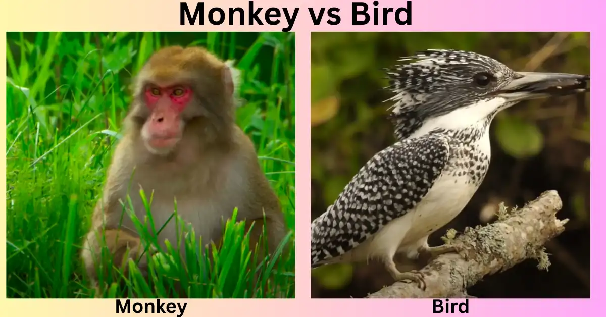 Monkey vs Bird: 7 Surprising Truths You Never Knew