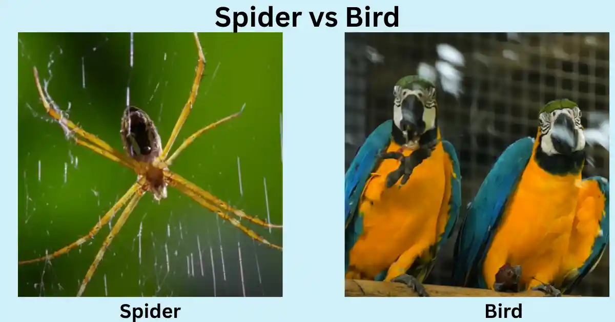 Spider vs Bird: Key Differences That Will Amaze You
