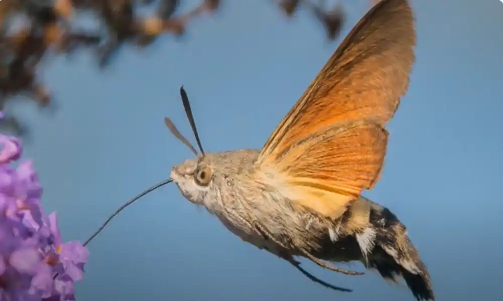 Hummingbird vs Hummingbird Moth: My Surprising Discovery