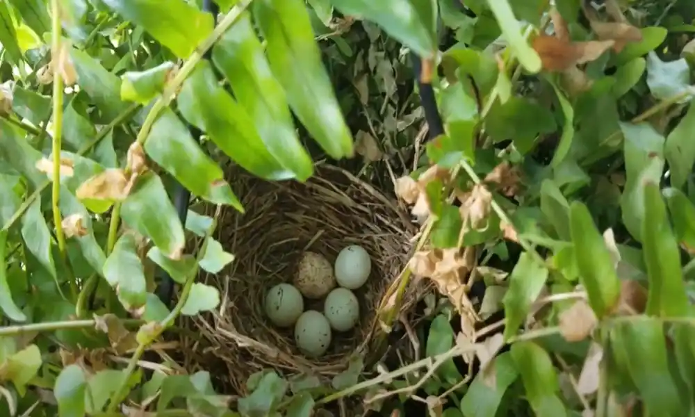 Catbird Eggs vs Robin Eggs: My Surprising Discovery