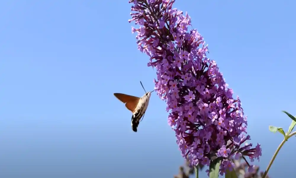 Hummingbird vs Hummingbird Moth: My Surprising Discovery