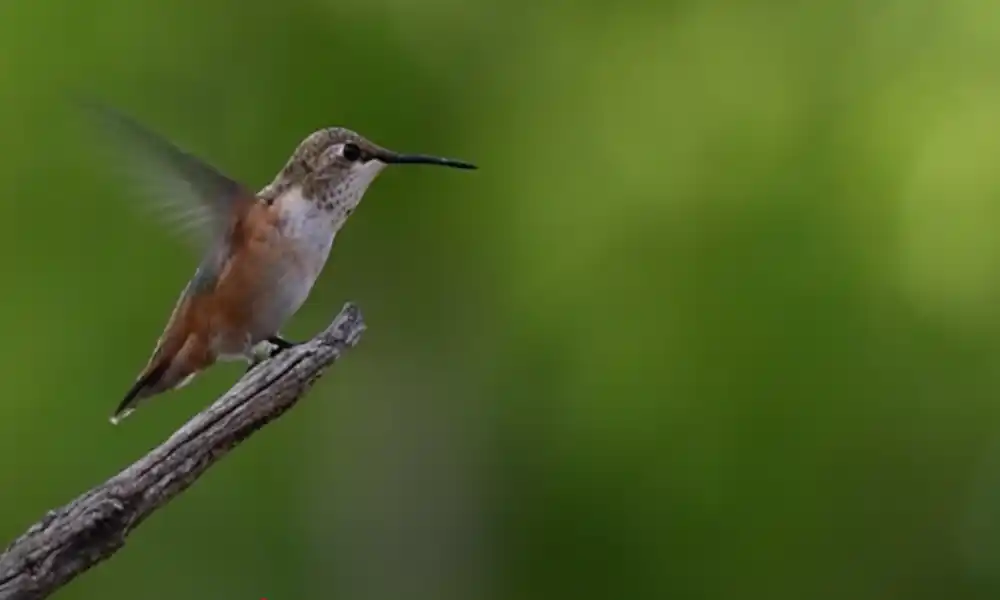 Hummingbird vs Hummingbird Moth: My Surprising Discovery