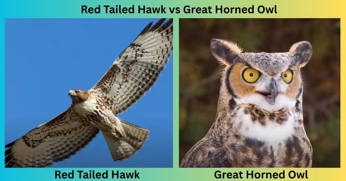 Red Tailed Hawk vs Great Horned Owl: 9 Shocking Truths