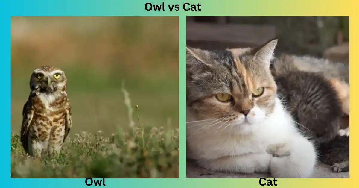 Owl vs Cat: The Hidden Danger I Never Expected