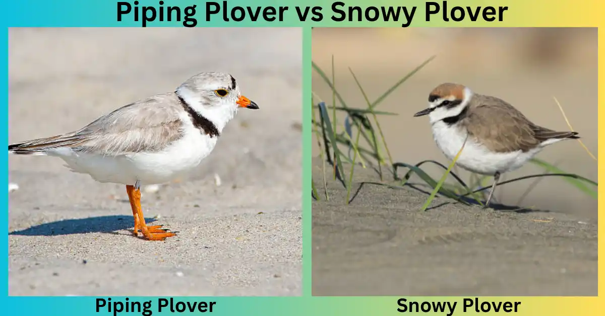 Piping Plover vs Snowy Plover: 7 Surprising Facts I Learned