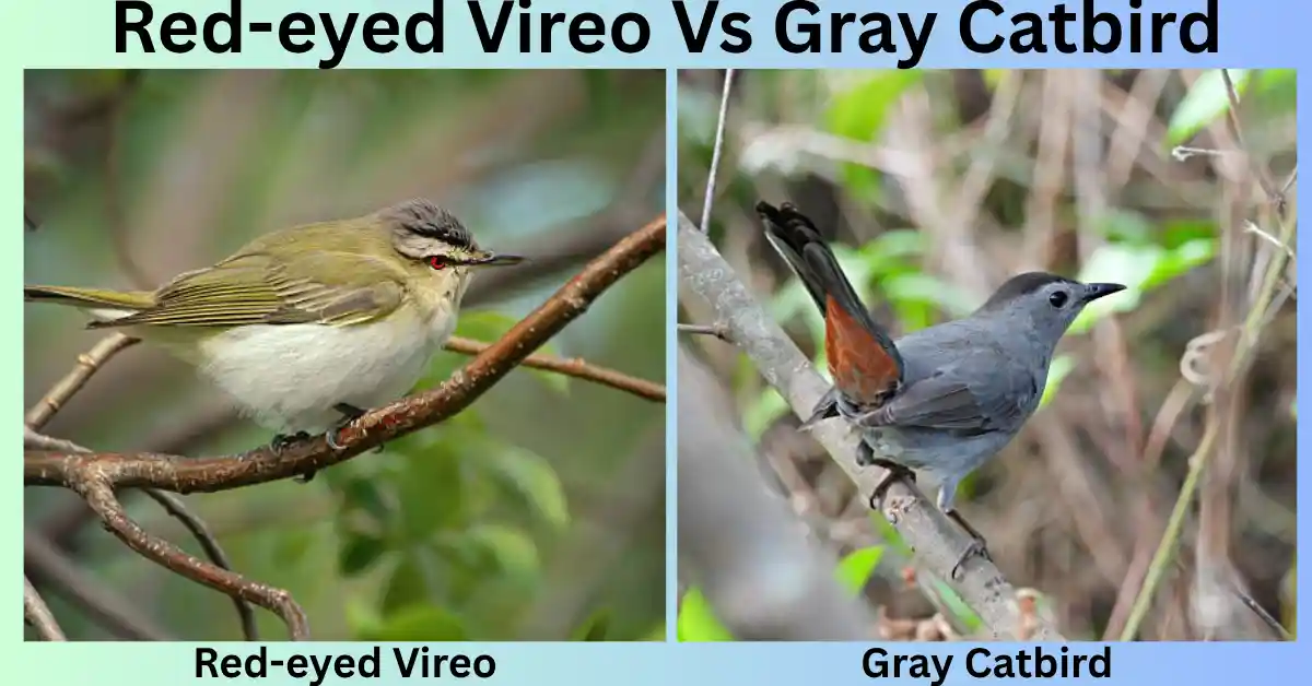 Red-eyed Vireo Vs Gray Catbird: 7 Epic Things You Must Know