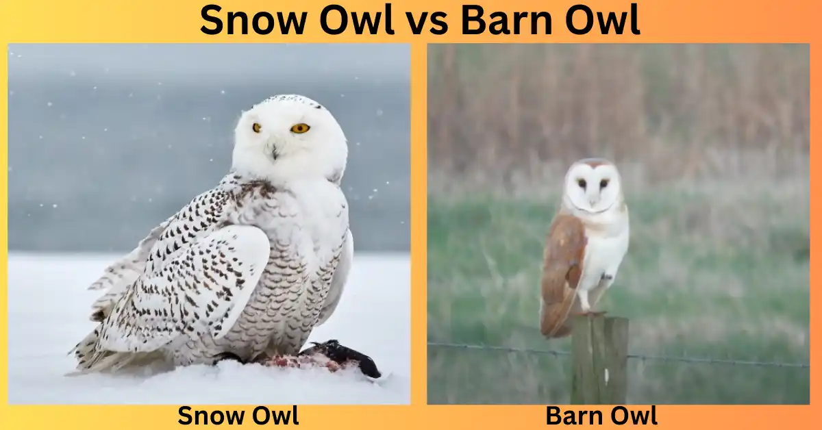 Snow Owl vs Barn Owl: 6 amazing truths Compared
