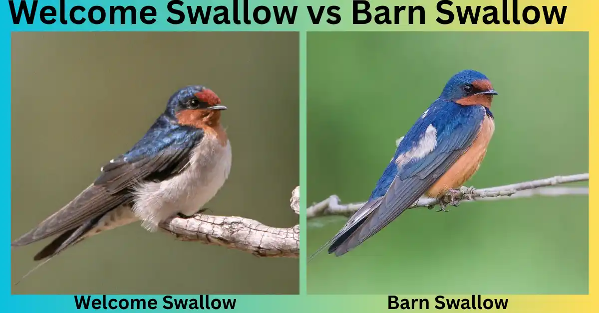 Welcome Swallow vs Barn Swallow: 6 Things You Must Know
