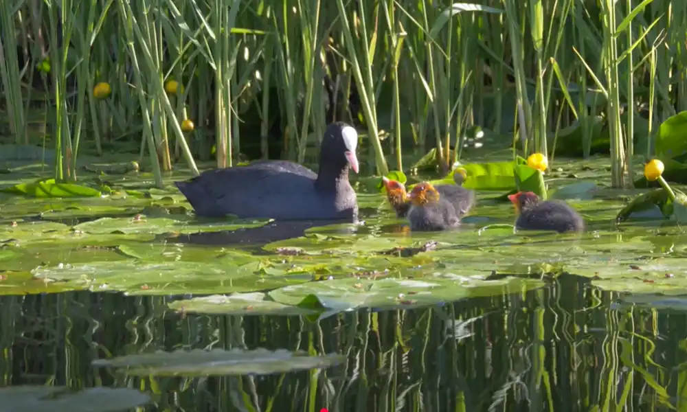 American Coot vs Eurasian Coot: 9 Surprising Differences