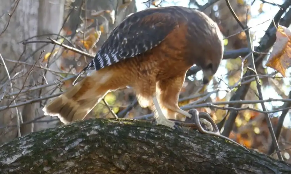 Red Tailed Hawk vs Great Horned Owl: 9 Shocking Truths
