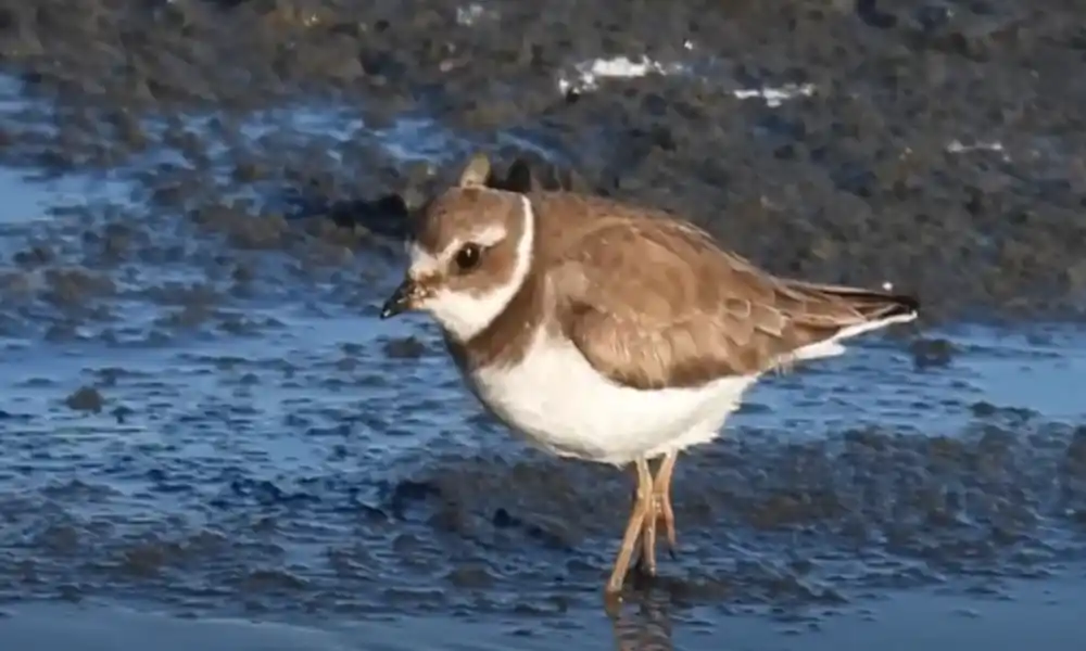 Killdeer vs Semipalmated Plover: 7 Surprising Differences
