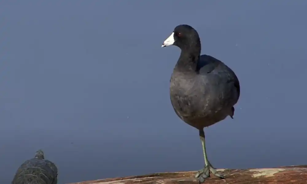 American Coot vs Coot: 9 surprising Facts You Never Knew