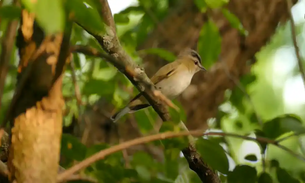 Red-eyed Vireo Vs Gray Catbird: 7 Epic Things You Must Know