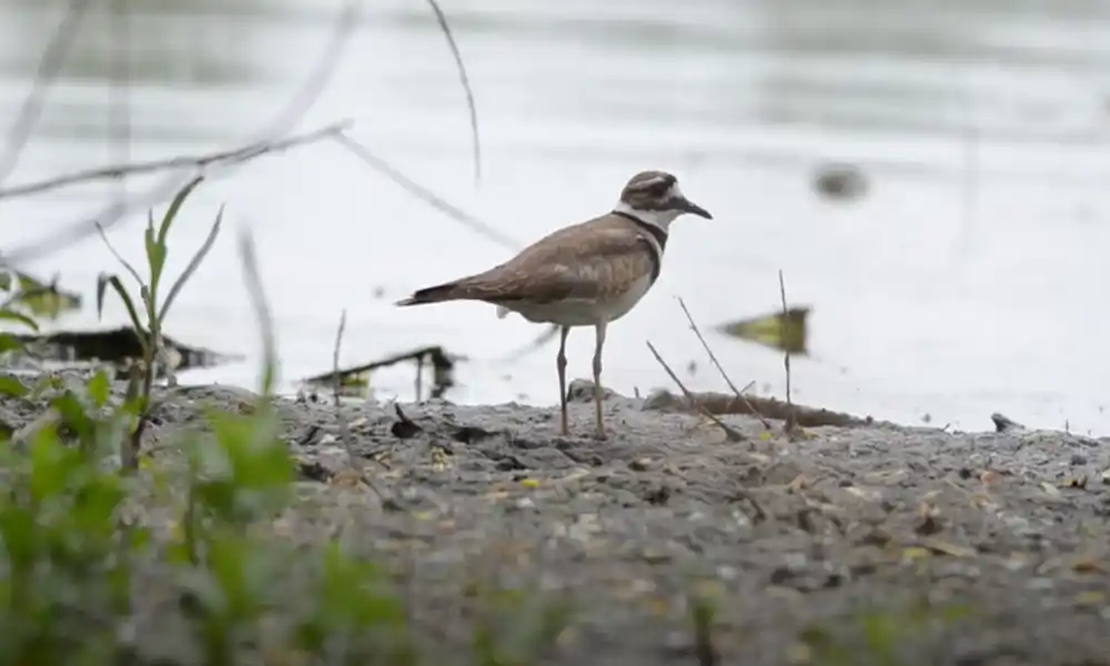 Killdeer vs Semipalmated Plover: 7 Surprising Differences