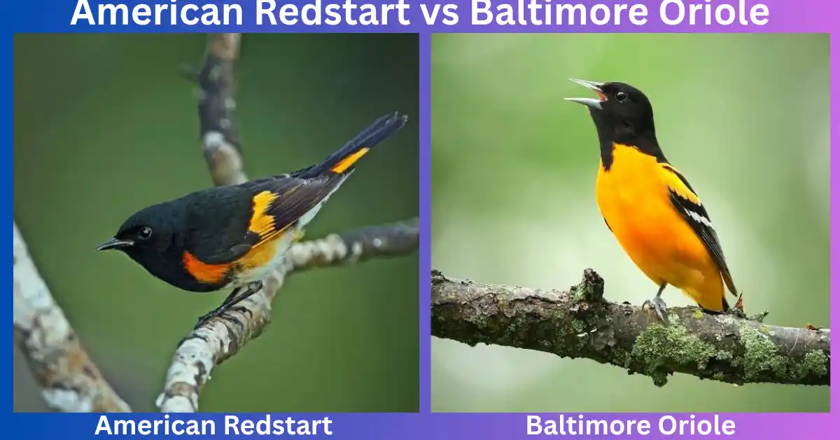 American Redstart vs Baltimore Oriole : 9 Main Differences