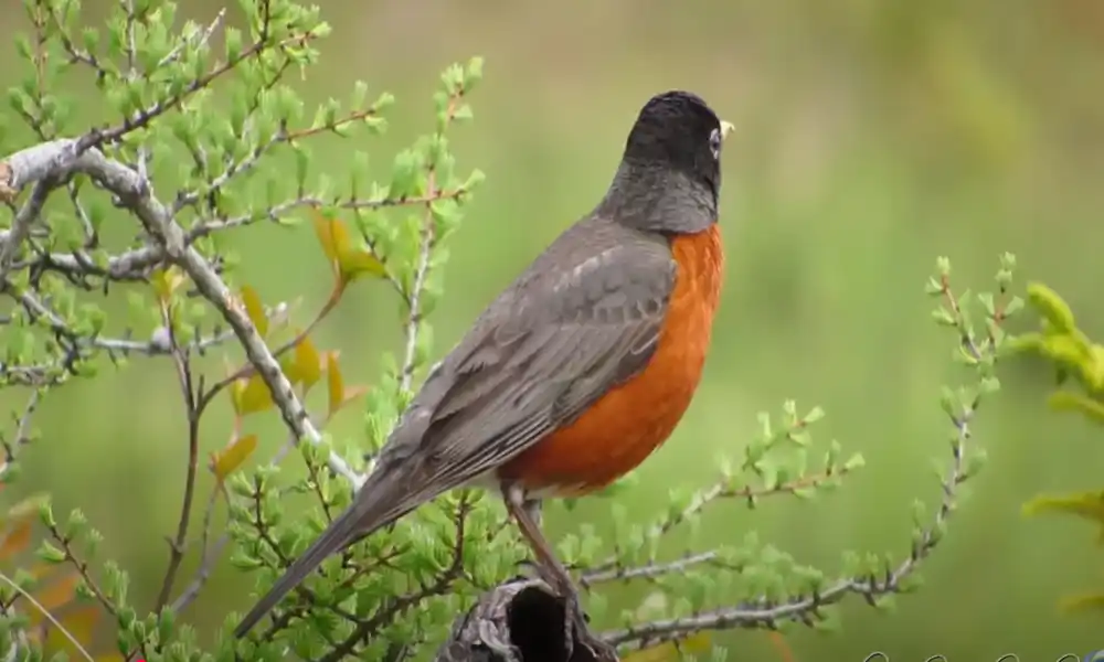 Black Headed Grosbeak vs Robin : 9 Main Differences