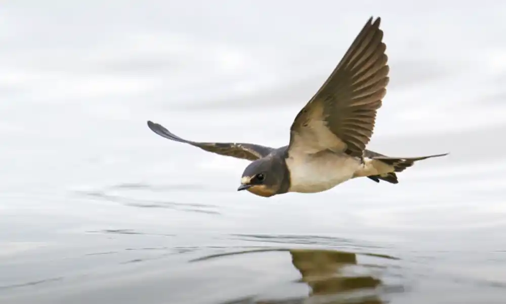 Barn Swallow vs Hawk: 10 Amazing Facts You Should Know