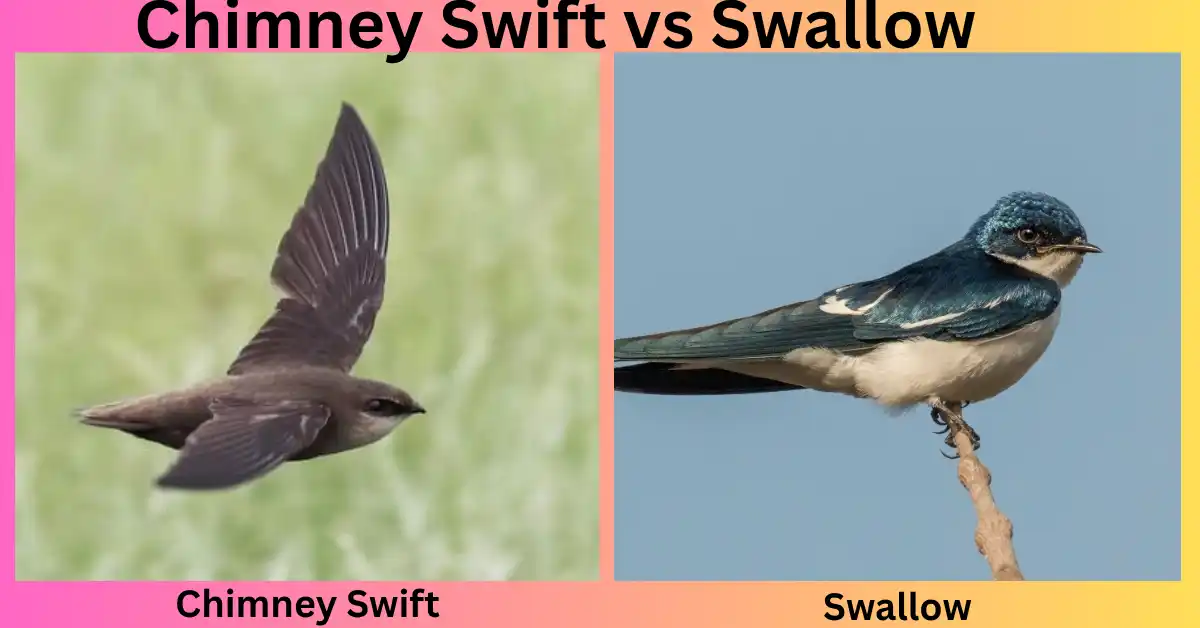 Chimney Swift vs Swallow : 8 Curious Things I Learned