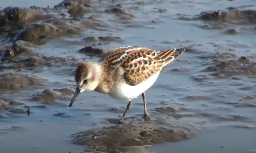 Red-necked Stint vs Little Stint : 9 Main Differences