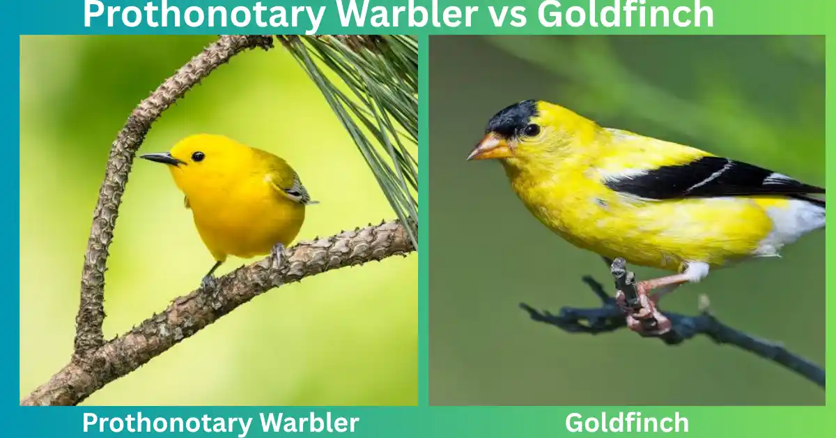 Prothonotary Warbler vs Goldfinch: 9 Main Differences