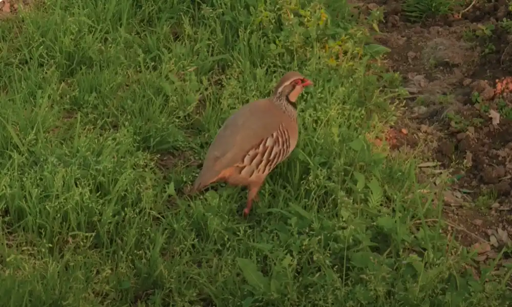 Chukar vs Red Legged Partridge : 9 Main Differences