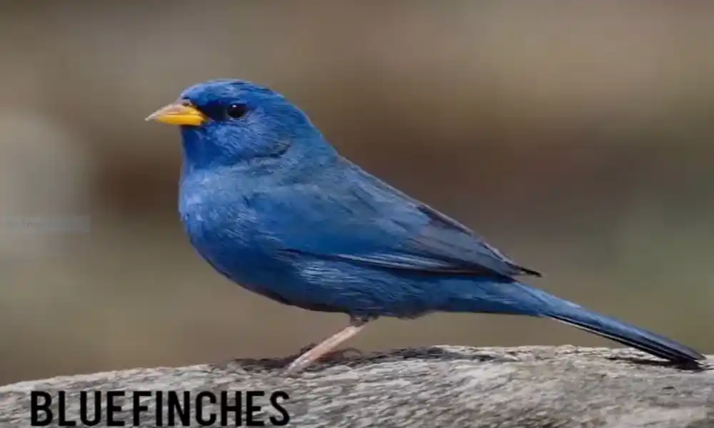 Blue Finch vs Indigo Bunting : 9 Main Differences