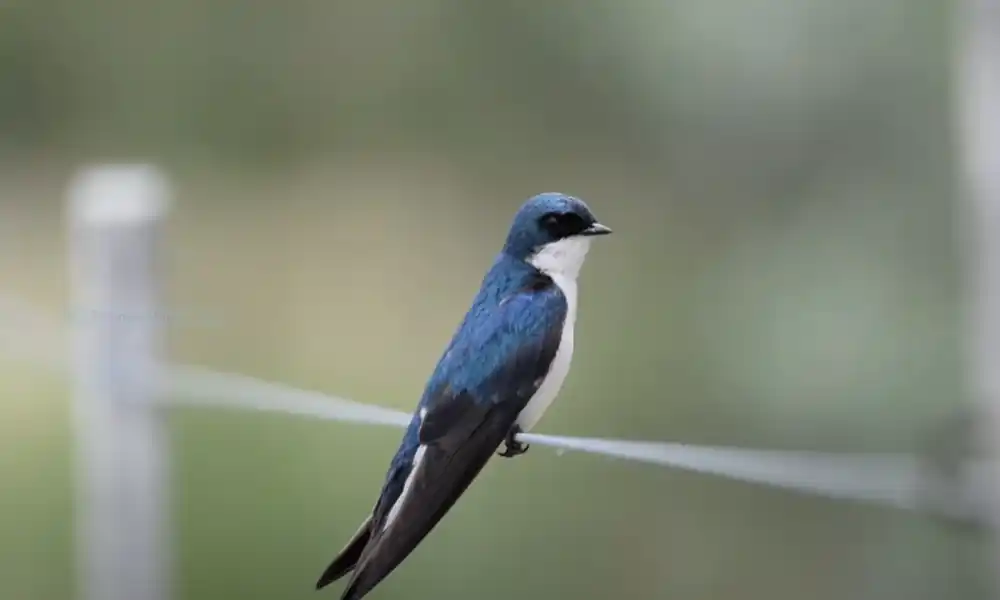 Tree Swallow vs Northern Rough-Winged Swallow: 7 Facts