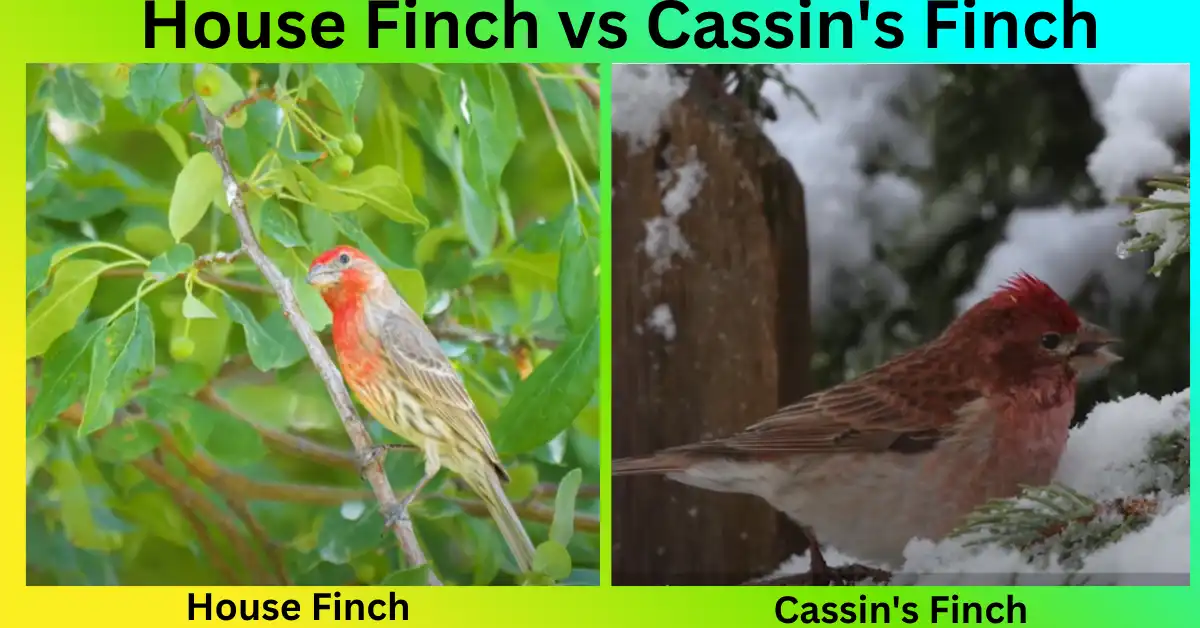 House Finch vs Cassin's Finch : 9 Main Differences