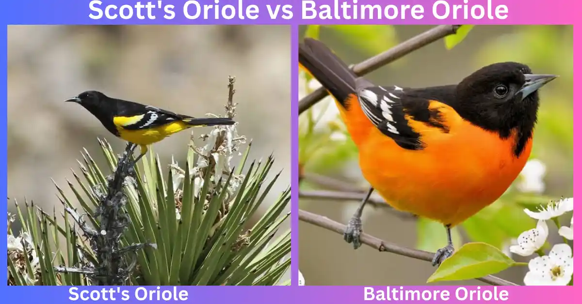 Scott's Oriole vs Baltimore Oriole: 9 Main Differences