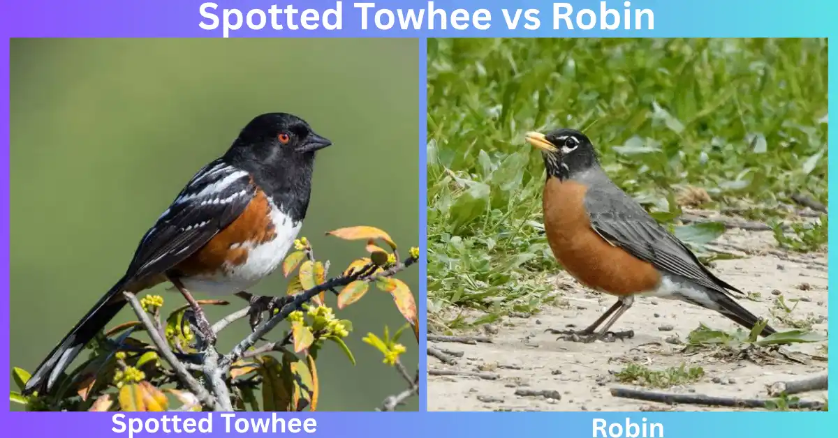 Spotted Towhee vs Robin: 9 Main Differences