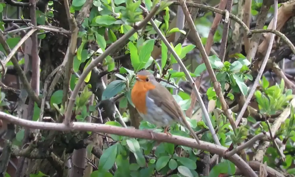 Spotted Towhee vs Robin: 9 Main Differences