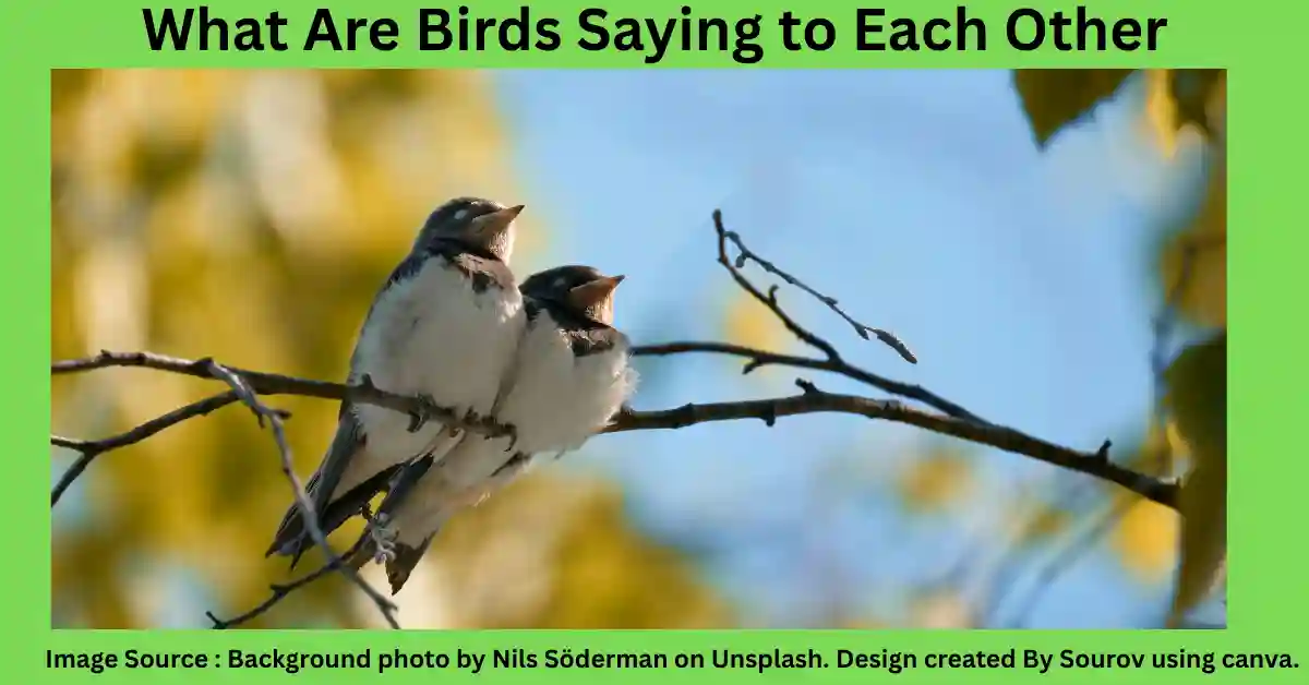 What Are Birds Saying to Each Other: Fascinating Truths
