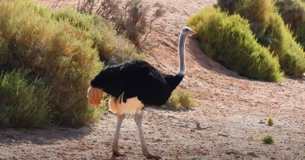What are flightless birds called Amazing facts you’ll love