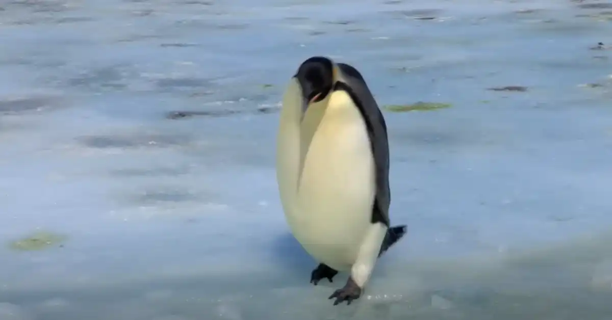 Why is a Penguin Considered a Bird : Facts Explained