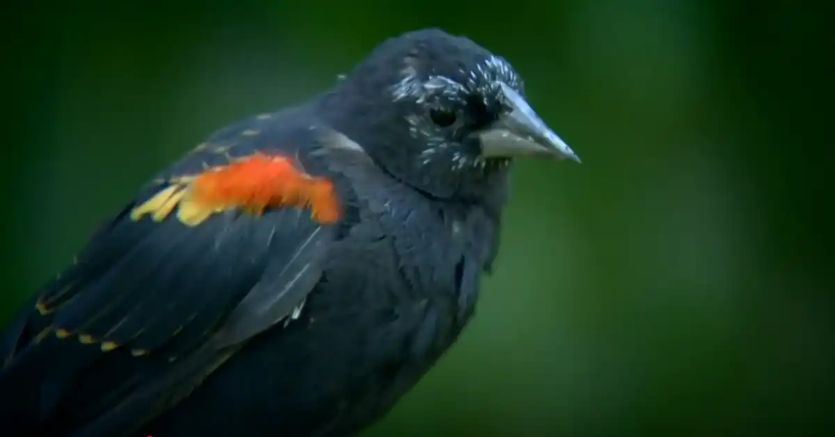 Why Do Birds Make Noise in the Morning: Surprising Reasons