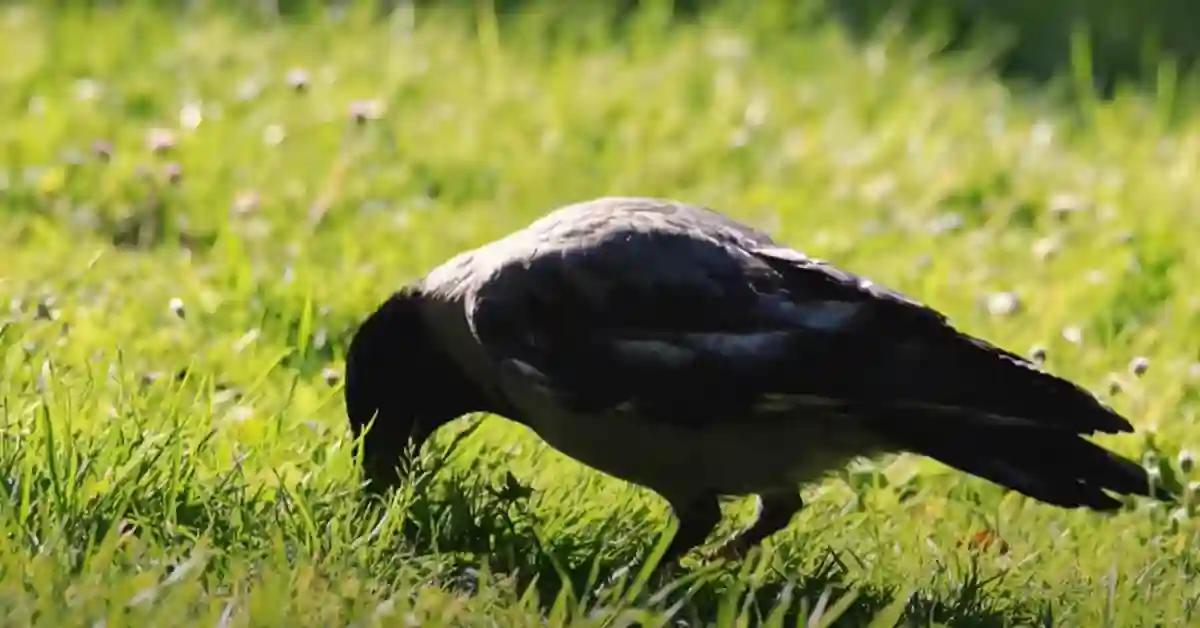 How to Keep Crows Away: Effective Tips That Really Work