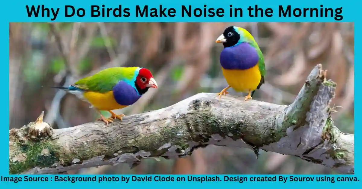 Why Do Birds Make Noise in the Morning: Surprising Reasons