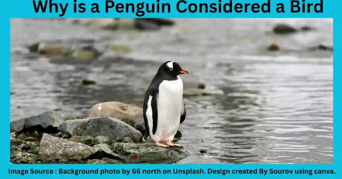 Why is a Penguin Considered a Bird : Facts Explained