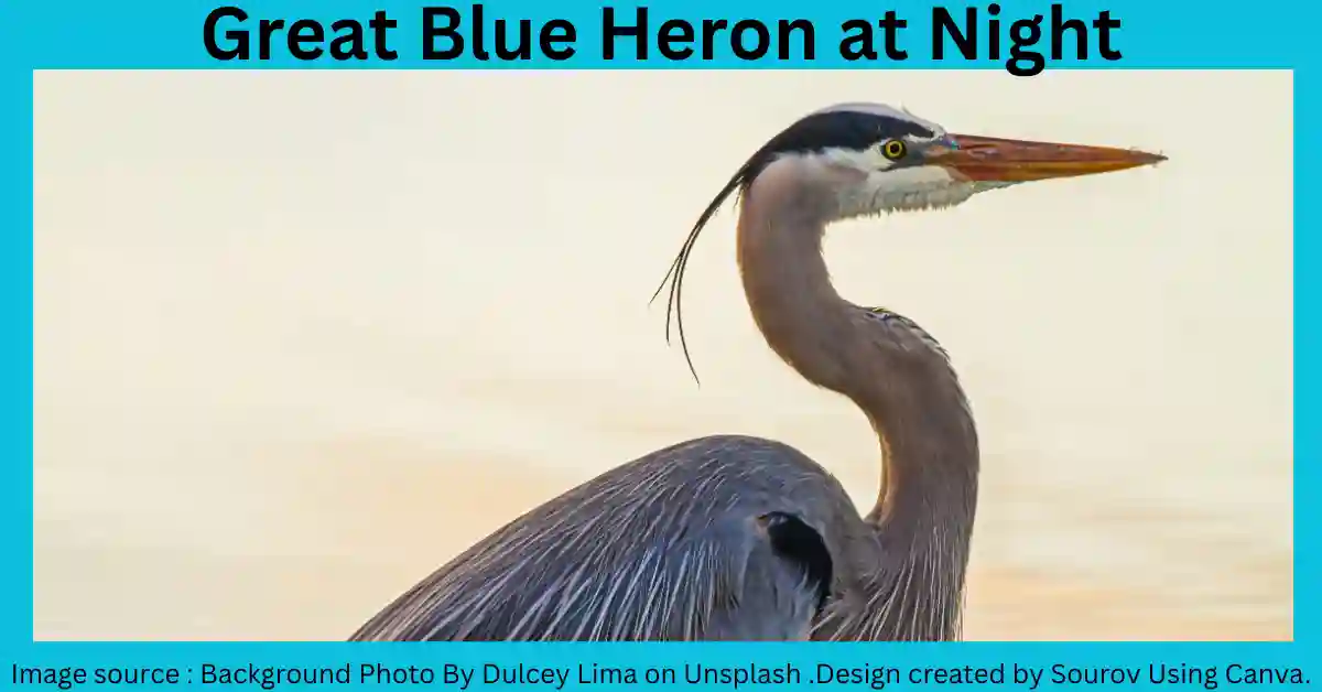 Great Blue Heron at Night: Nocturnal Wildlife Secrets