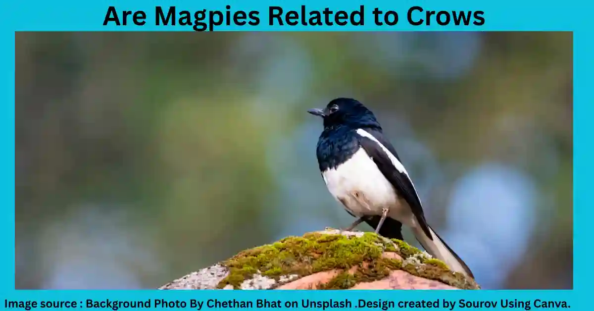 Are Magpies Related to Crows: Surprising Facts Uncovered