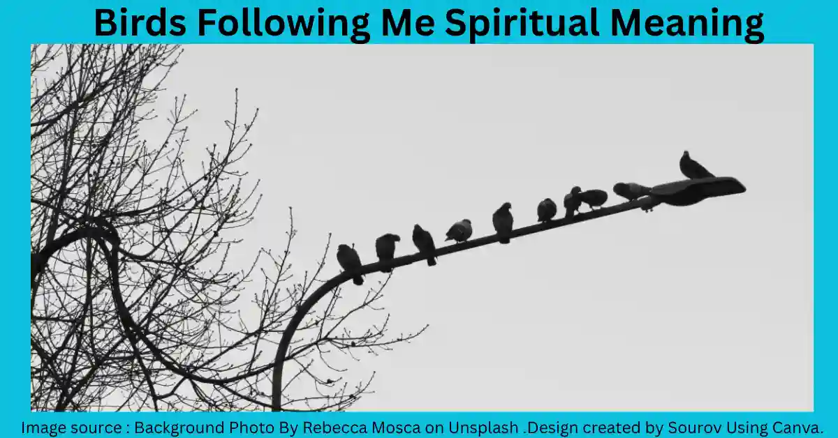 Birds Following Me Spiritual Meaning: A Rare and Warm Guide