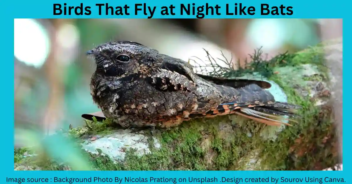 Birds That Fly at Night Like Bats: Nighthawks and Nightjars