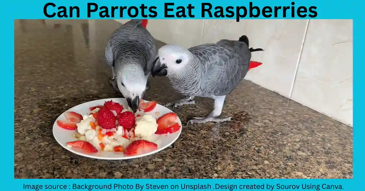 Can Parrots Eat Raspberries My Honest and Powerful Insight - Earth of Birds
