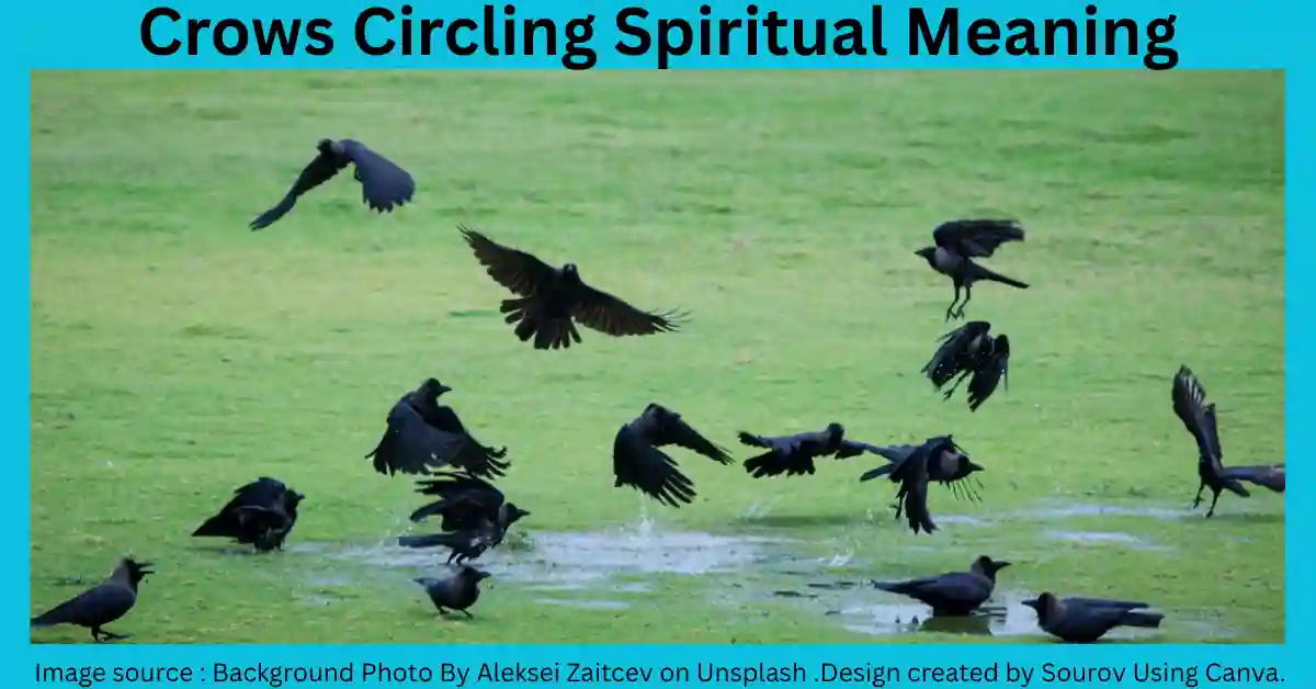 Crows Circling Spiritual Meaning: Unveiling Mystical Omens