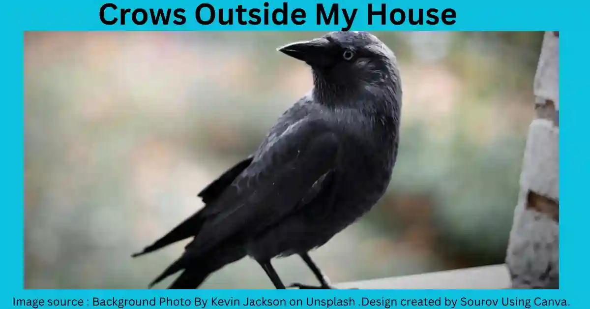 Crows Outside My House: Mysterious Signs or Natural Wonders?