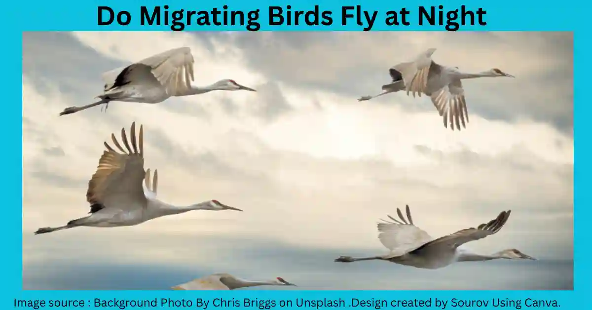 Do Migrating Birds Fly at Night : Surprising Facts Revealed