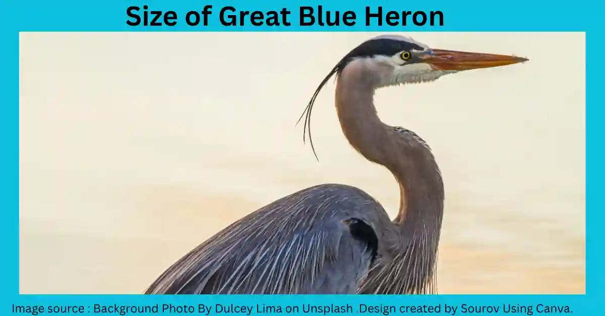 Size of Great Blue Heron: Stunning Facts You Need to Know