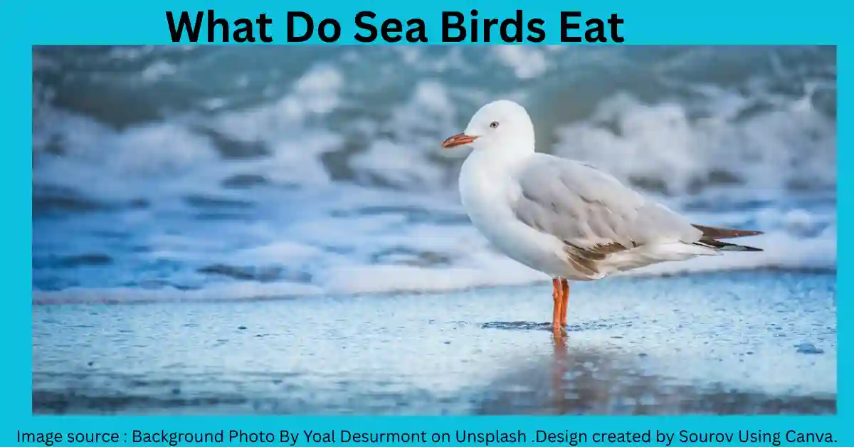 What Do Sea Birds Eat